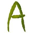 Buy Cactus Font - A Plant Typography Masterpiece From Real Cactuses