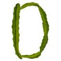 Buy Cactus Font - A Plant Typography Masterpiece From Real Cactuses