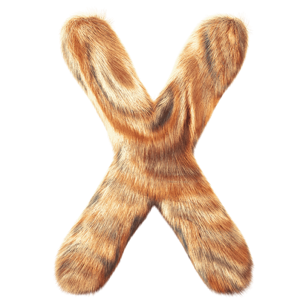 Express Your Love For Animal Typograpy And Buy Funny Furry Font