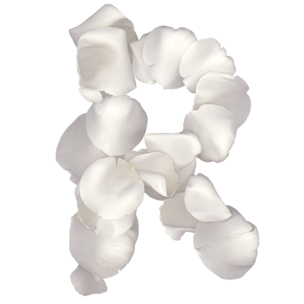 Buy Rose White Font To Honor Most Important Moments Of Life