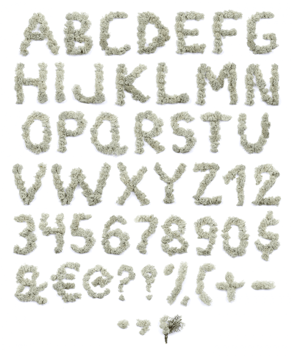 Buy Lichen Font, Tough And Enduring Green Font From North