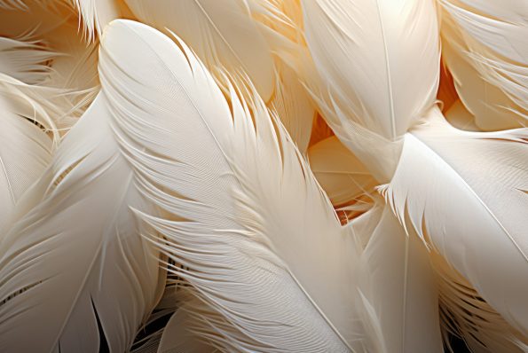 Bird feathers - Photorealistic illustrations | Handmadefont.com
